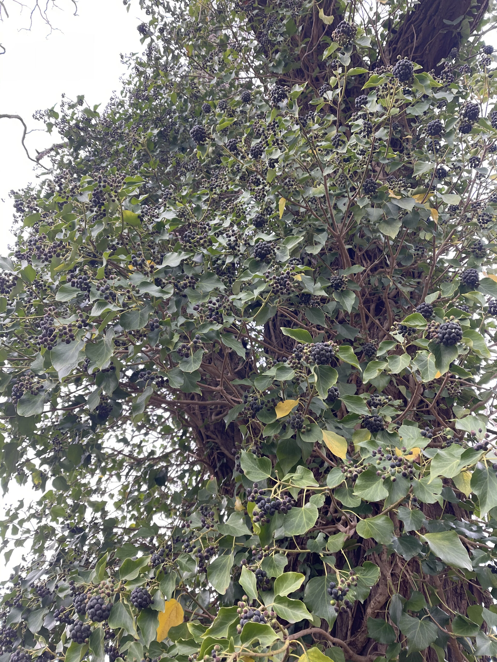 English Ivy Is Strangling Our Trees! Time To Fight Back!